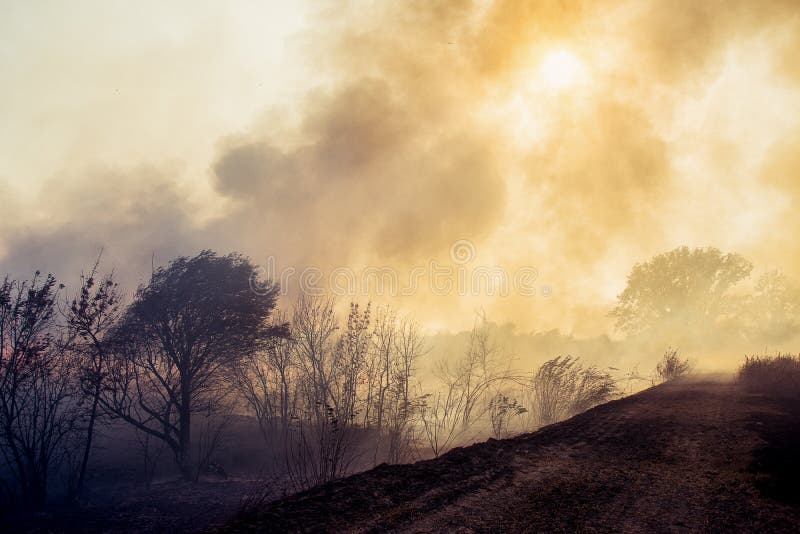 Forest Fire, Nature Disaster Stock Photo - Image of trunk, emergency ...
