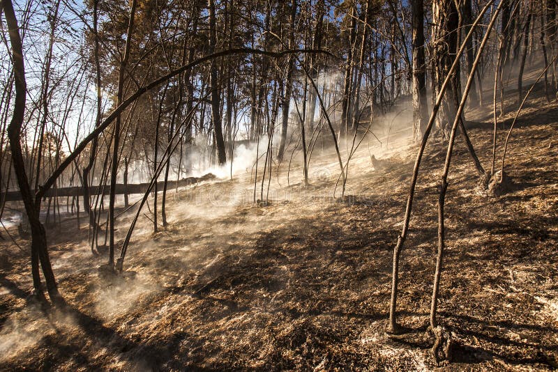 Forest Fire, Nature Disaster Stock Image - Image of issues, flame: 87715445
