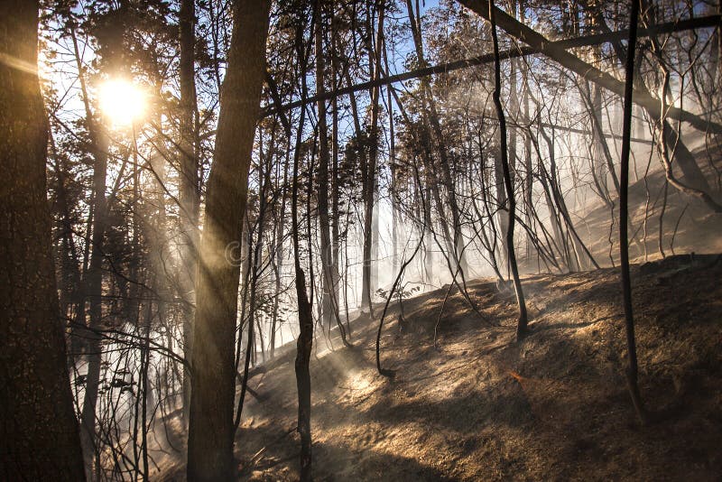 Forest Fire, Nature Disaster Stock Photo - Image of landscape, tree ...