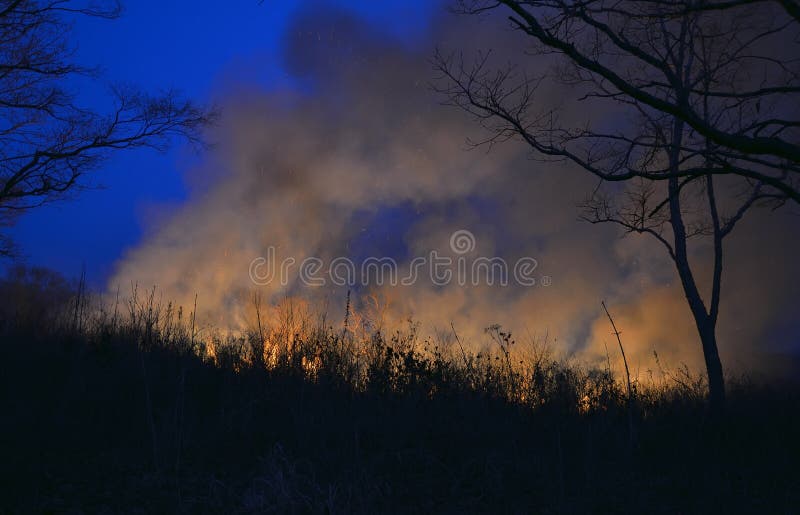 Forest fire 20 stock image. Image of flame, nature, fire - 130166797