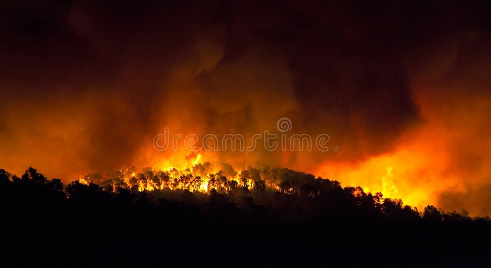 Forest fire at night stock photo. Image of burning, forest - 37558834