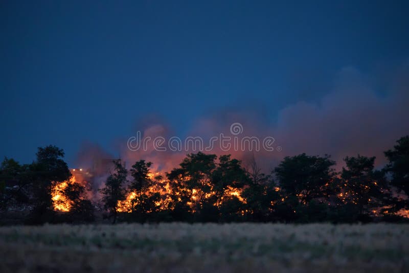 Forest fire at night stock image. Image of damage, black - 106095063