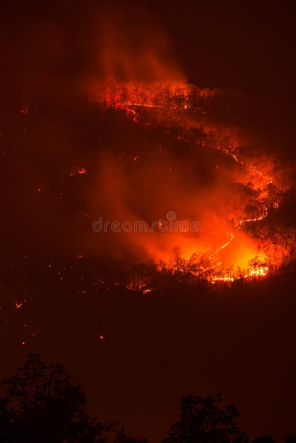 Forest Fire in Night stock photo. Image of forest, orange - 185625360