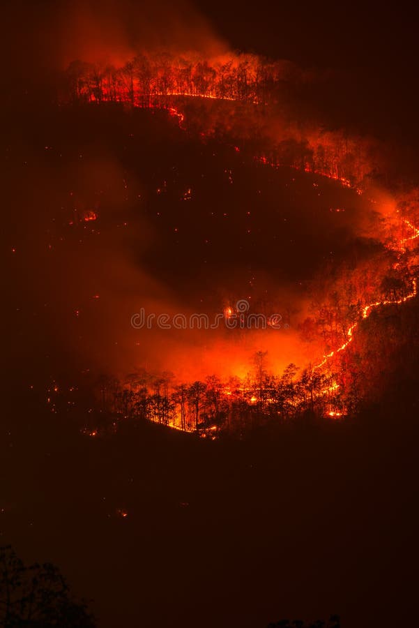 Forest Fire in Night stock image. Image of environment - 178980655