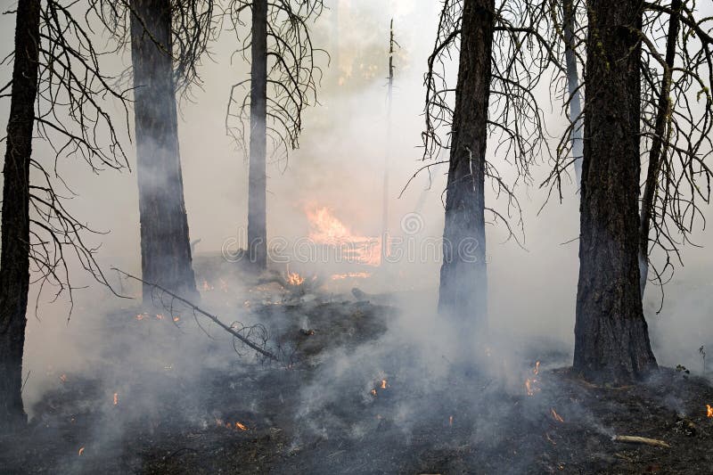 Forest Fire in a Pine Forest Stock Image - Image of firefighters ...
