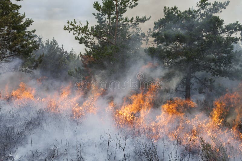 Forest fire stock image. Image of nature, heat, smoke - 44469423