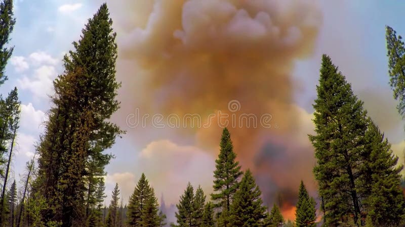 A Forest Fire Raging Showing Both Flames Stock Video - Video of burnt ...