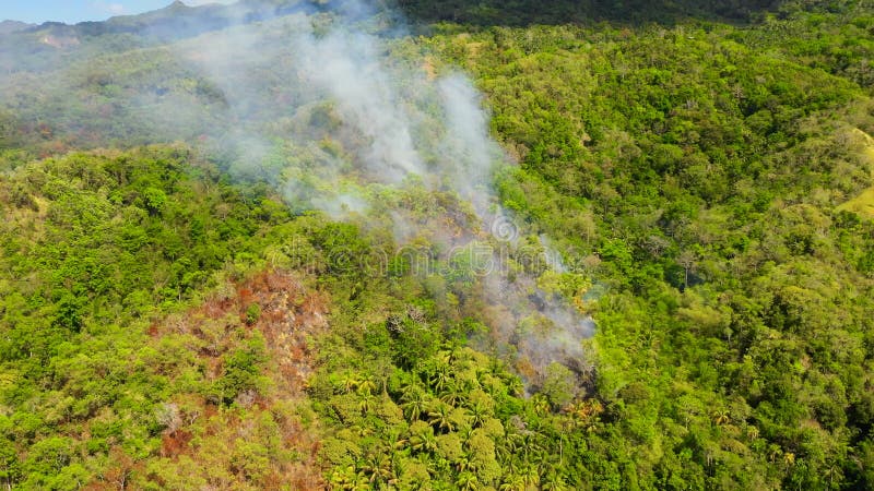 Forest Fire in the Rainforest. Bohol,Philippines. Stock Video - Video ...