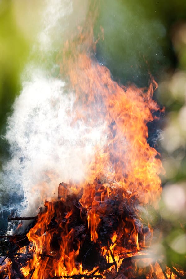 Forest Fire in the Rays of Sunlight in Spring Stock Image - Image of ...