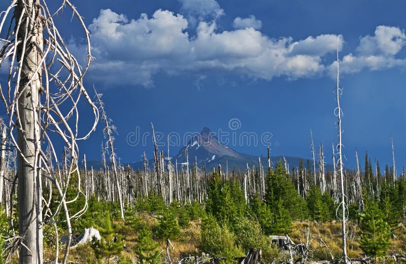 Forest fire recovery stock photo. Image of recovery, burn - 48405254