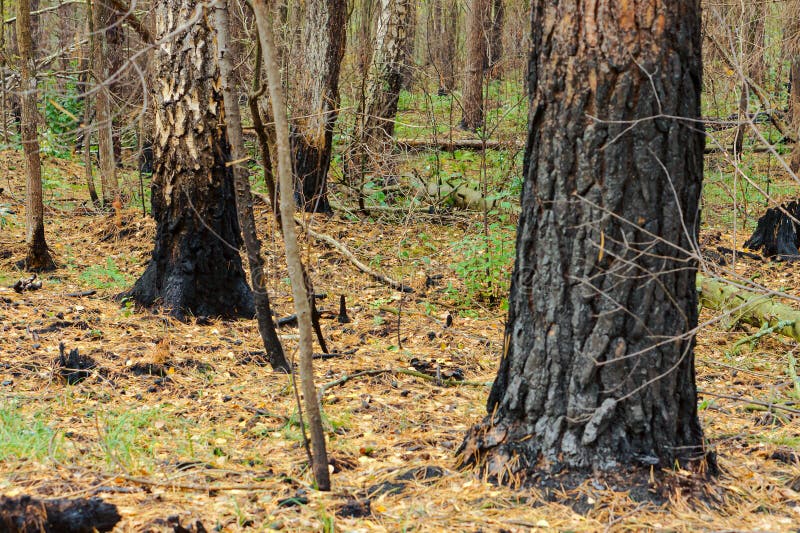 Scorched Trees, Burned Tree Trunks, Forest Fire Stock Photo - Image of ...
