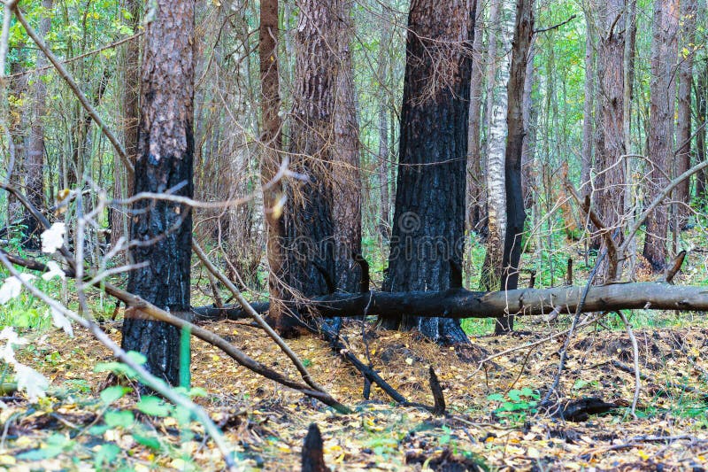 Scorched Trees and Grass after the Fire. Aerial View Stock Image ...