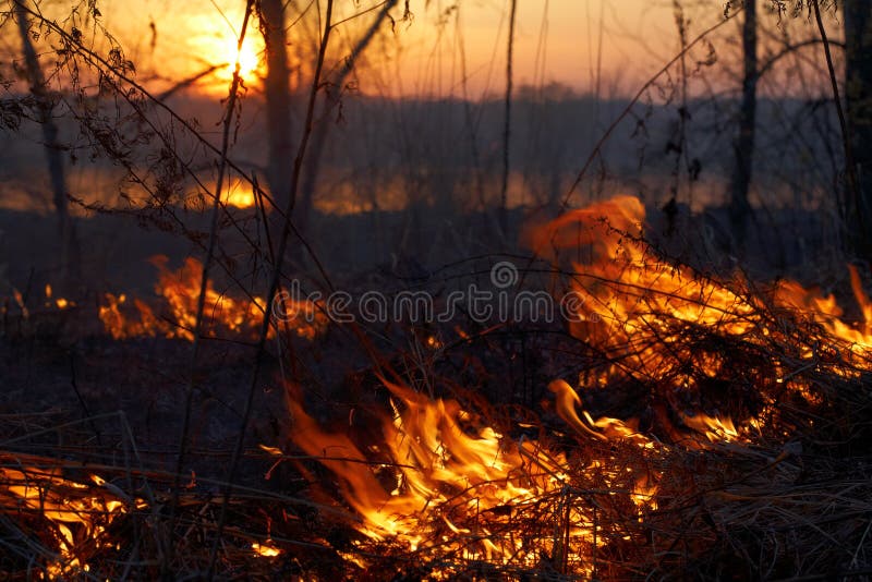 Siberian Taiga - Aerial View Stock Photo - Image of north, taiga: 319166