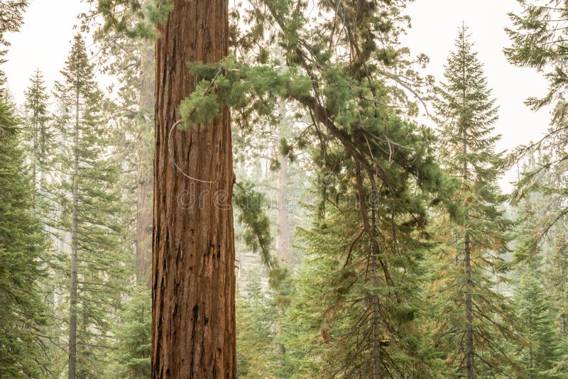 Forest Fire Smoke Hangs in the Air Behind Sequoia Tree Stock Image ...