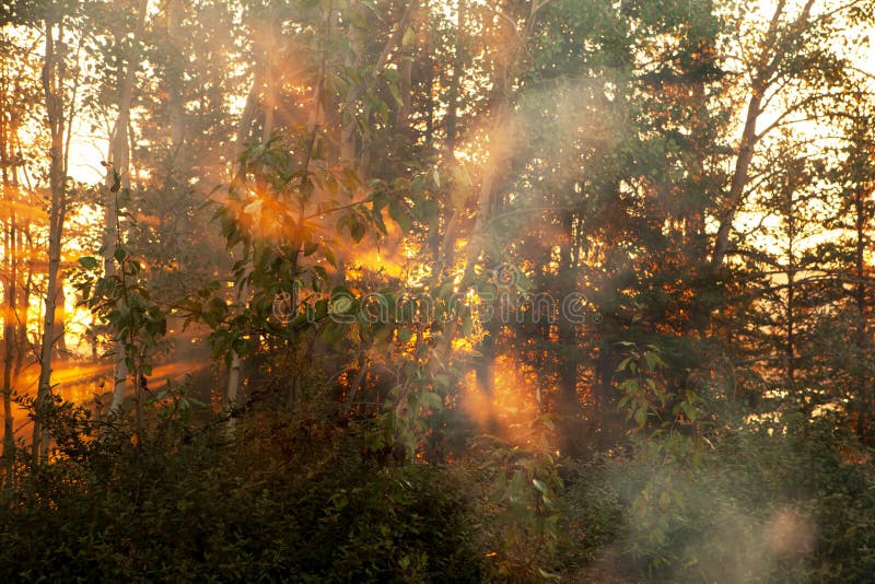 Forest Fire stock image. Image of smoke, flames, burning - 35934665