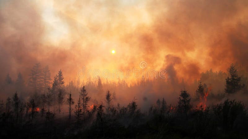 Forest Fire, Fire and Smoke in Forest. Wildfires Stock Image - Image of ...