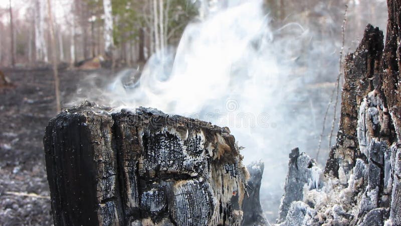Forest after Fire.Smoking Burning Tree. Stock Video - Video of woods ...