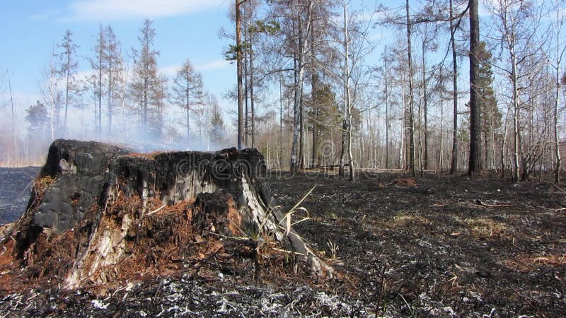 Forest after Fire.Smoking Burning Tree. Stock Video - Video of woods ...
