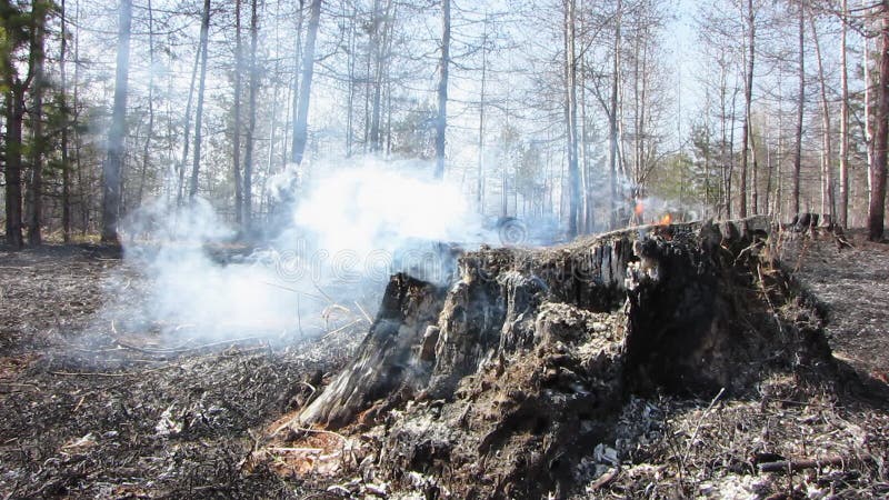 Forest after Fire.Smoking Burning Tree. Stock Video - Video of arson ...