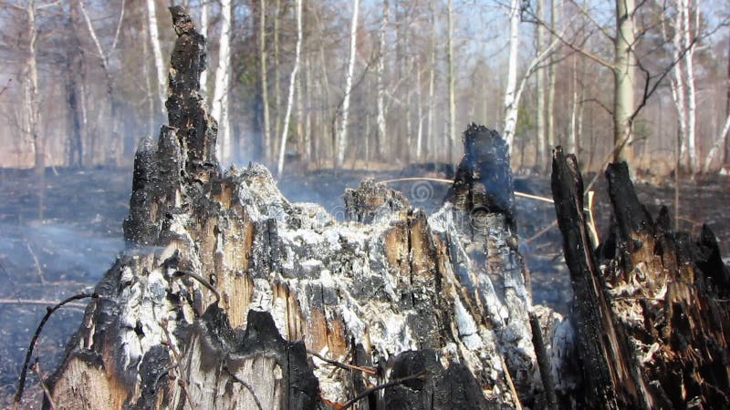 Forest after Fire.Smoking Burning Tree. Stock Video - Video of woods ...