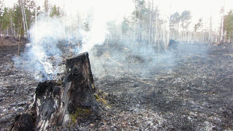 Forest after Fire.Smoking Burning Tree. Stock Video - Video of woods ...