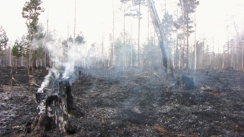 Forest after Fire.Smoking Burning Tree. Stock Footage - Video of ...