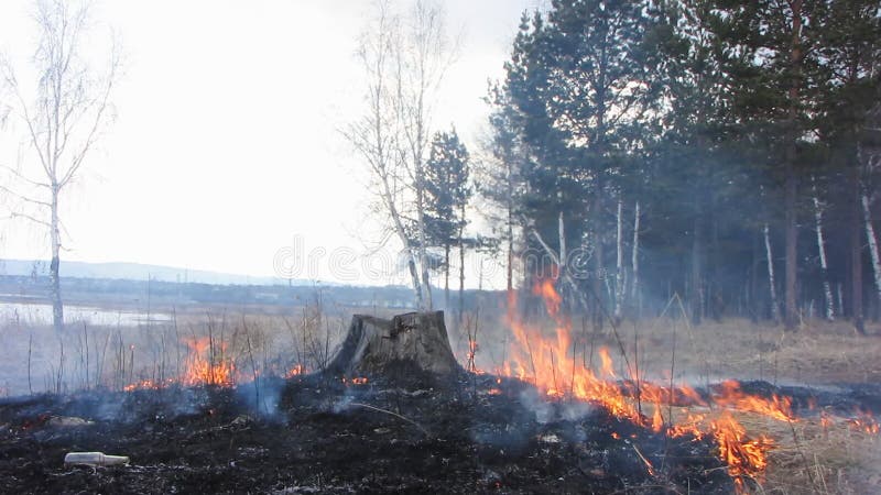 Forest after Fire.Smoking Burning Tree. Stock Video - Video of arson ...