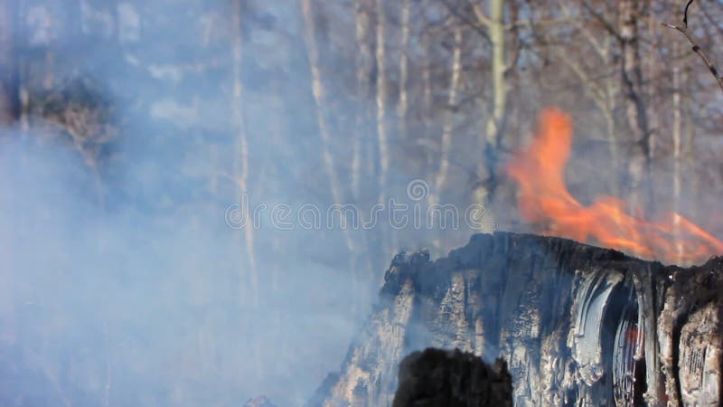 Forest after Fire.Smoking Burning Tree. Stock Video - Video of woods ...