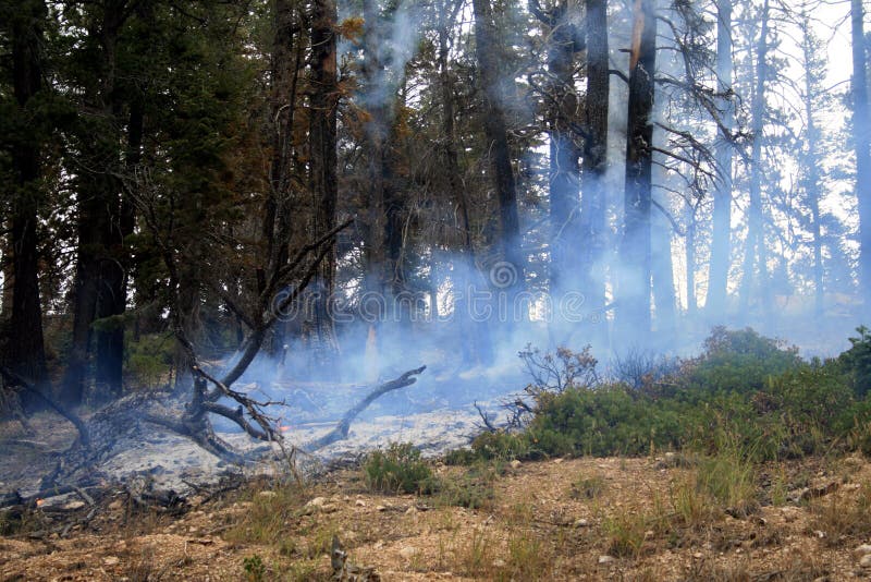 Forest fire starting stock image. Image of fire, forest - 6310617