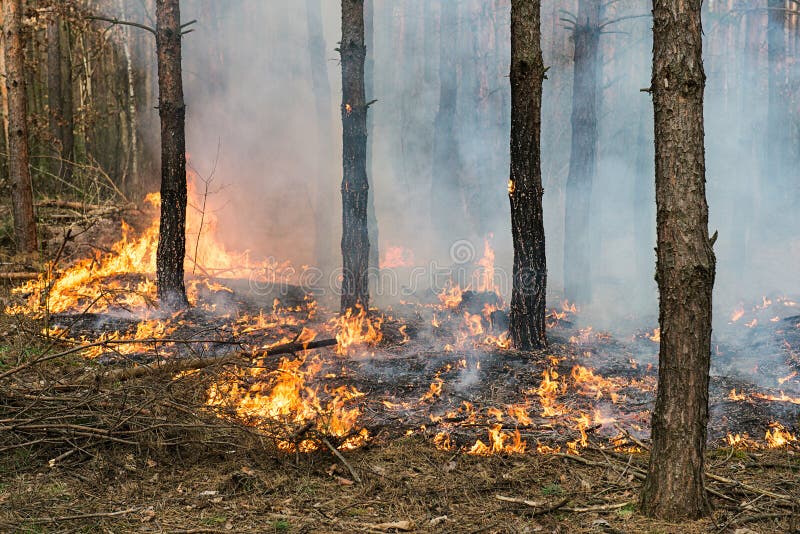 Starting of Forest Fire in Pine Stands Stock Image - Image of ...