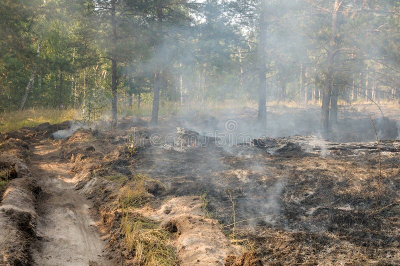 Forest fire in the summer stock photo. Image of redemption - 43922796