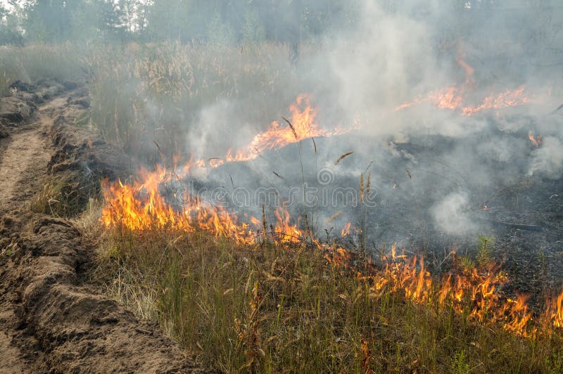 Forest fire in the summer stock photo. Image of color - 43922886