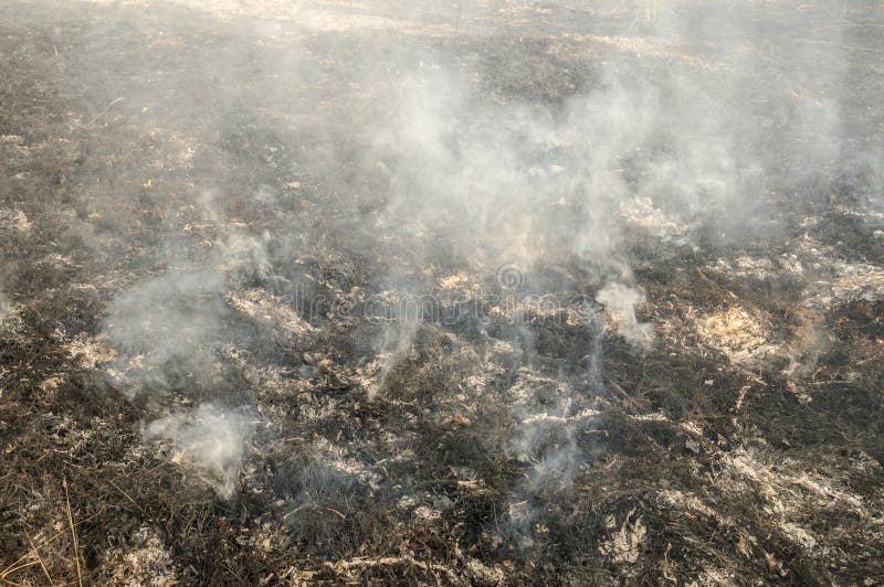 Forest fire in the summer stock image. Image of charring - 43922925