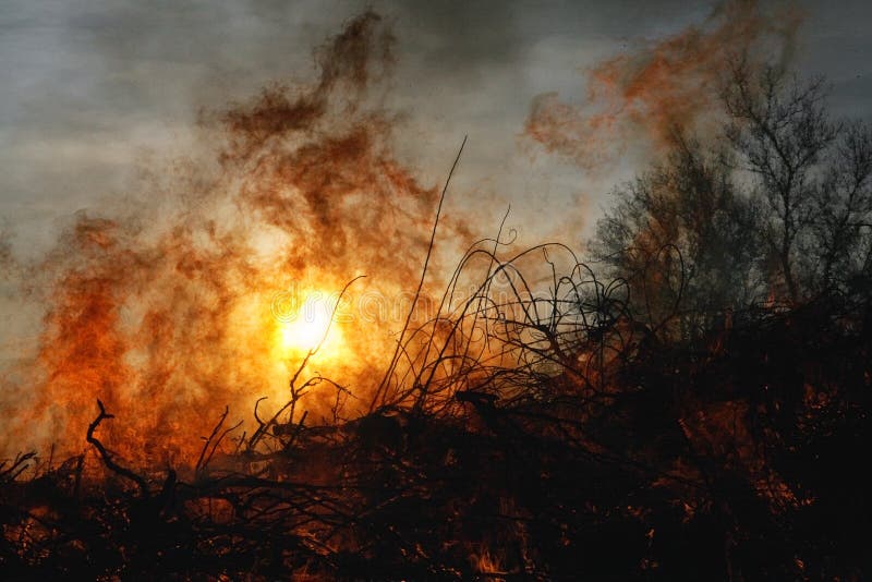 Forest fire and sun stock photo. Image of damage, loss - 12691760