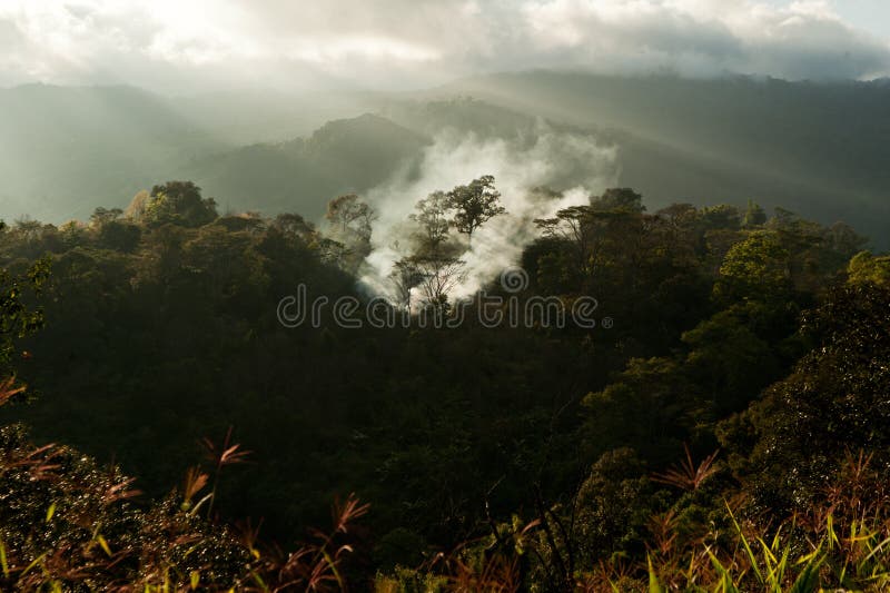 Forest fire with sunny day stock image. Image of peaceful - 31997971