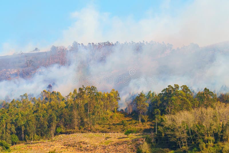 Forest Fire with Thick Smoke on the Mountain with Burning Trees Stock ...