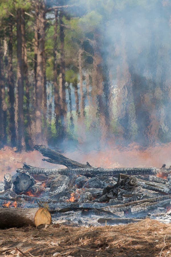 Forest Fire Tokai stock image. Image of smoke, tokai - 13969719
