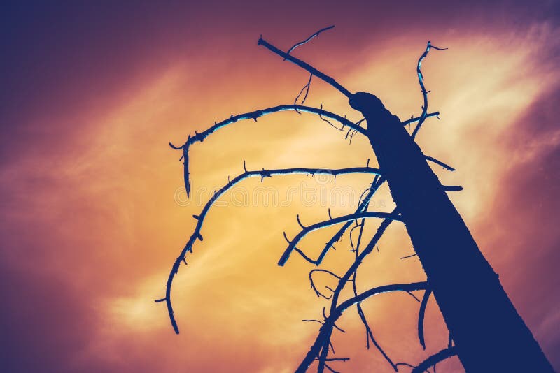 Forest Fire Tree Against a Red Sky Stock Photo - Image of aftermath ...
