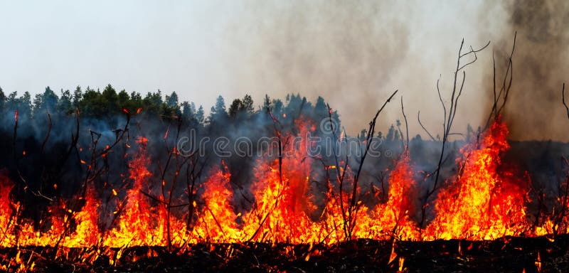 Forest Fire Fire Tree on the Hill Red Flames Burning Tree Branches ...
