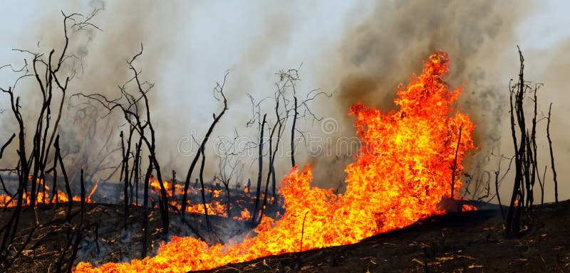 Forest Fire Fire Tree on the Hill Red Flames Burning Tree Branches ...