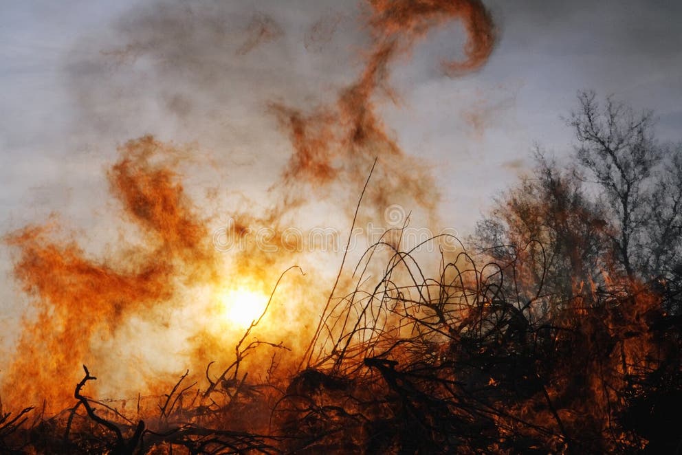 Forest fire and trees stock image. Image of global, forest - 12691707