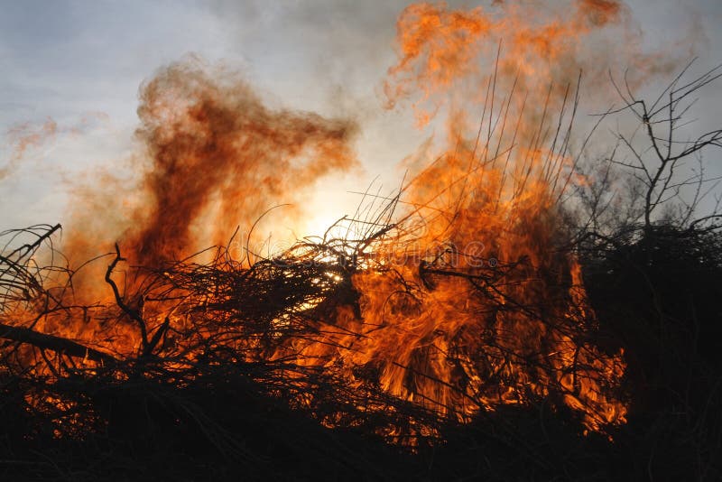 Bush fire stock photo. Image of burning, forest, fire - 10878286