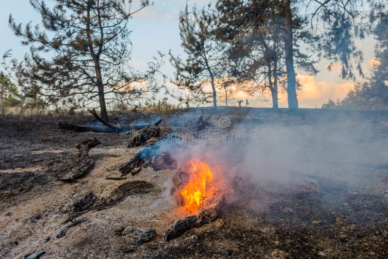 Forest Fire. Using Firebreak for Stoping Wildfire. Stock Image - Image ...