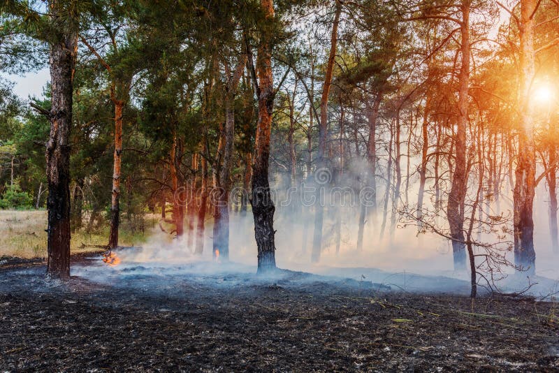 Forest Fire. Using Firebreak for Stoping Wildfire Stock Image - Image ...