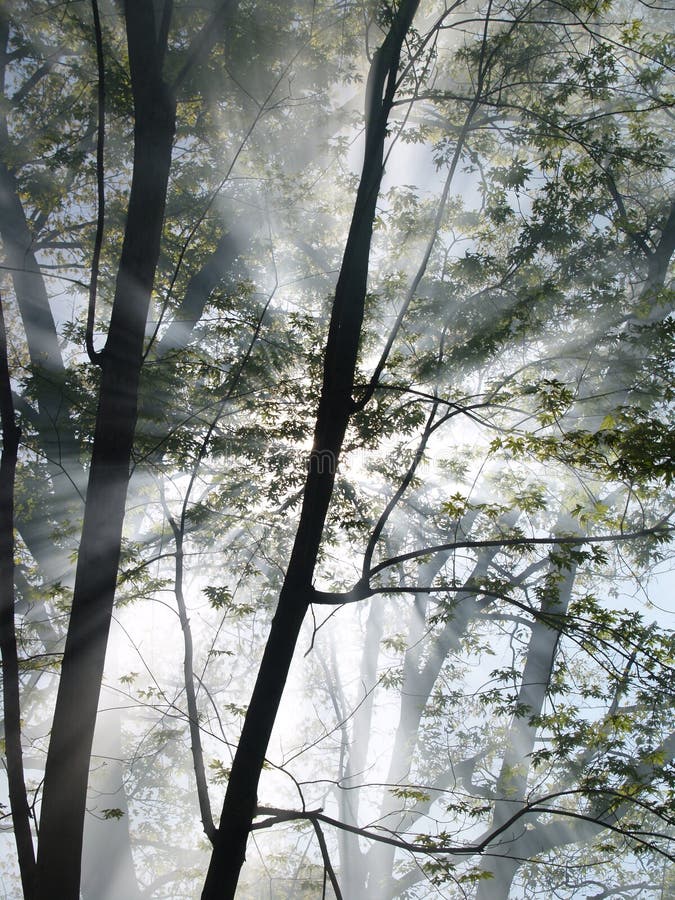 Forest Fire Vertical stock photo. Image of forest, burnt - 9600188