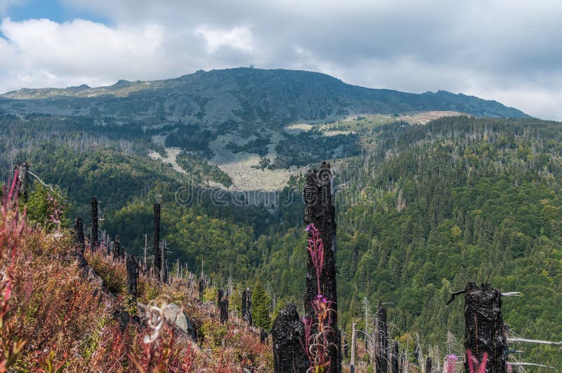 After Forest Fire stock image. Image of black, empty - 126085147