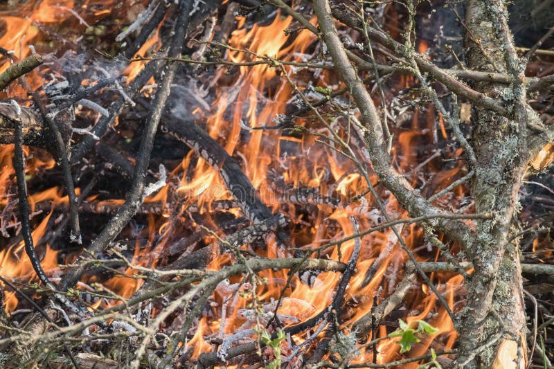 .a Forest Fire Where Flames Have Engulfed Trees and Bushes Stock Photo ...