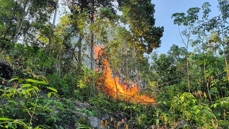 Forest Fire, Wild Fire Forest in after Smoke Stock Photo - Image of ...