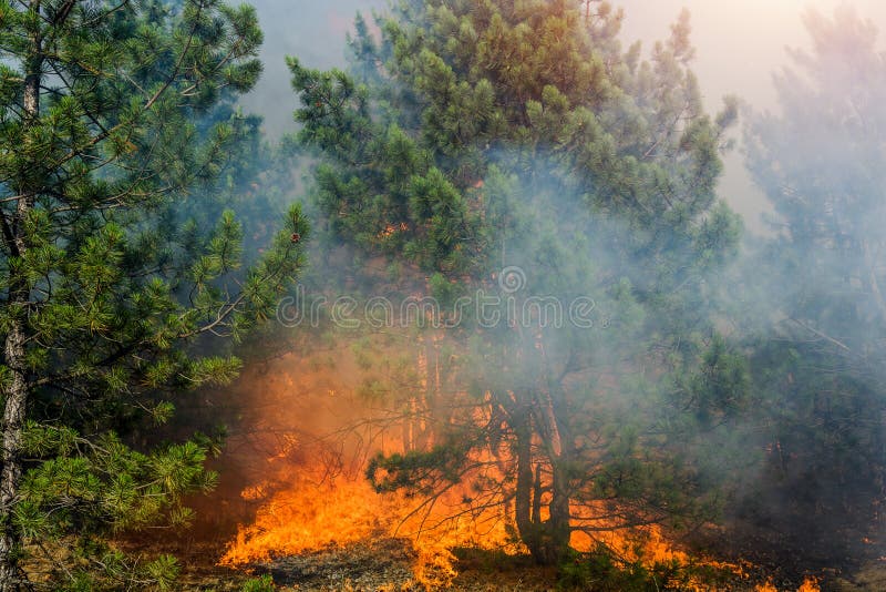 Forest Fire, Wildfire Burning Tree in Red and Orange Color Stock Image ...