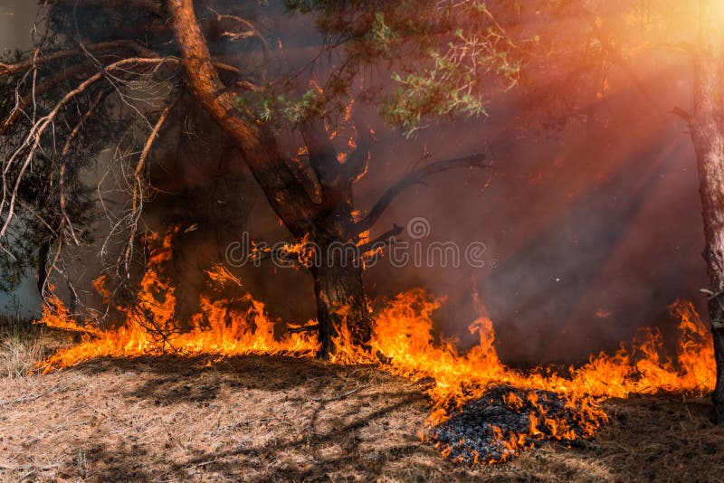 Forest Fire, Wildfire Burning Tree in Red and Orange Color Stock Photo ...
